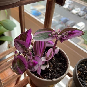 3 Pack Reusable Plant Rooting Air Layering High-pressure Box - Etsy