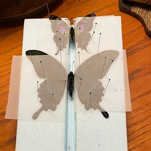 The Amber Phantom Clearwing Butterfly Haetera Piera Mounted - Etsy