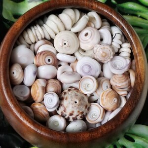 Tiny Hawaiian Granulated Cowrie Shells Surf Tumbled Ocean Beach ...