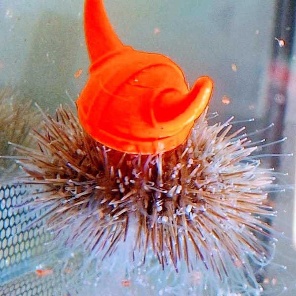 Sea Urchin Hat 6 Pack Top Hat, Crown, Cap, Magician Hat, French Cap ...