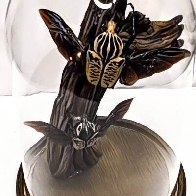 One Small Male African Scarab Goliathus Orientalis Size 70/77 Mm A1 ...