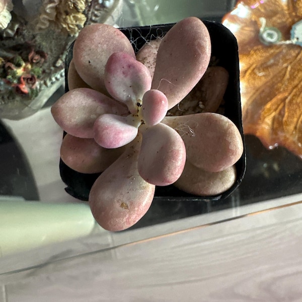 Rare Pink Moonstone Succulents, Pink Pebble Rosette Plants, Pachyphytum ...