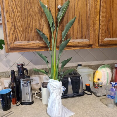 Variegated Tri Color Ginger Tropical Plan,t Red, Green, White, Garden ...