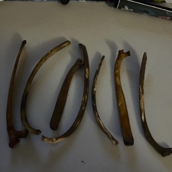 Aged Bone Set for Divination - Throwing Bones Set - Bones for Craft ...