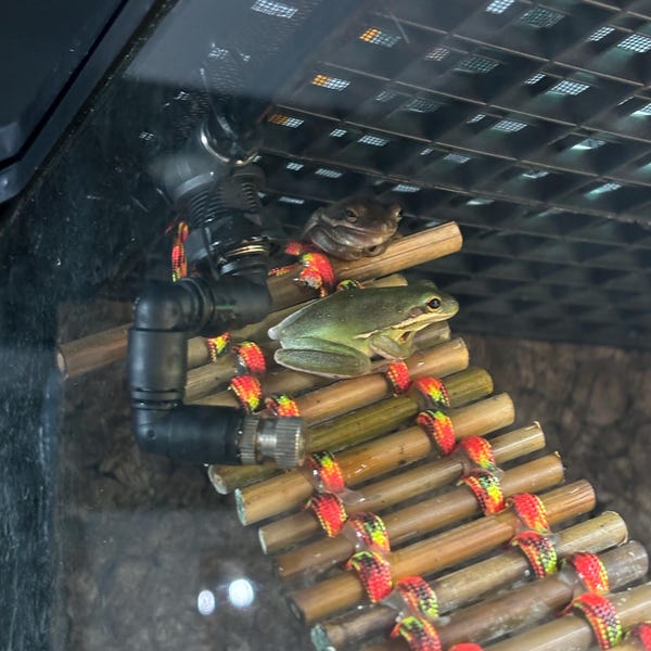 Bamboo Bridge - 2.5" Width - (perfect for Young Crested Geckos, Tree ...