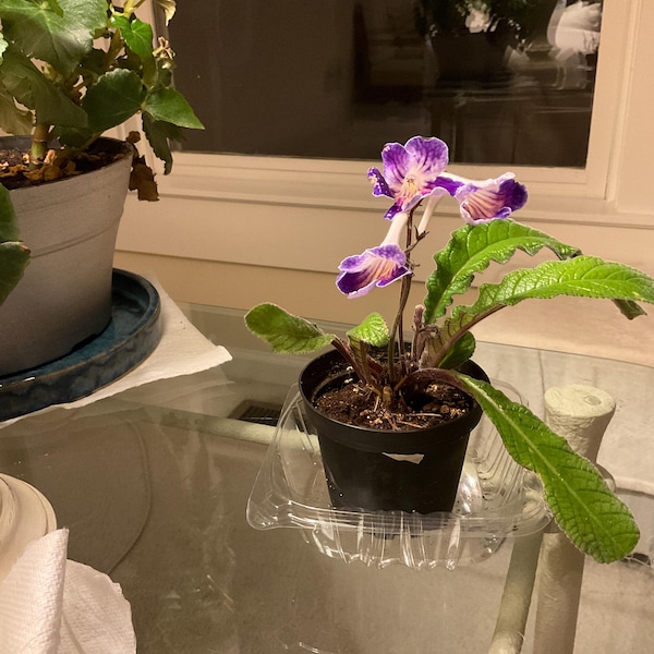 Streptocarpus ‘azure’ (also Called Cape Primrose) - Etsy