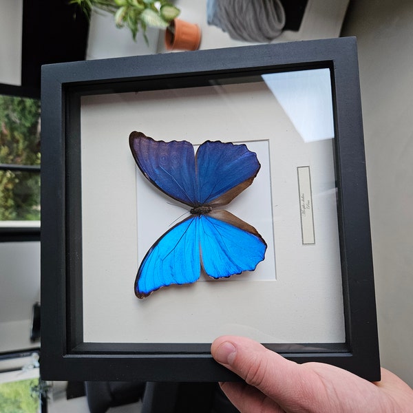 Mounted Fox (trophy) - Etsy