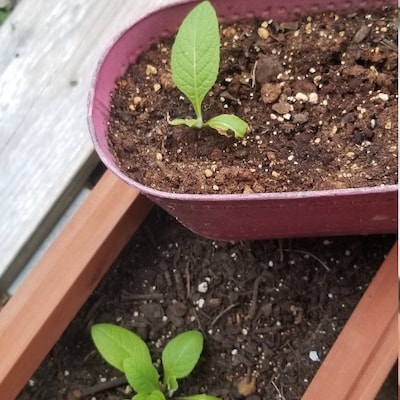 Elecampane Seeds inula Helenium Packet of 40 Seeds Palm Beach Seed ...