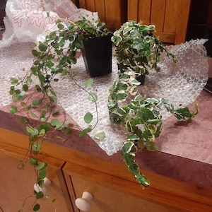 Pack of 2 Angel Vines - Etsy