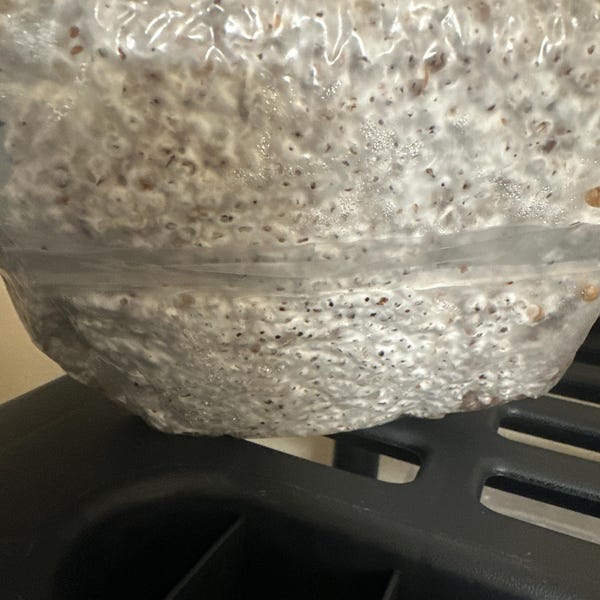 3 Pack | 5lb Milo Sorghum Grain Spawn| Sterilized Grain for Mushrooms ...