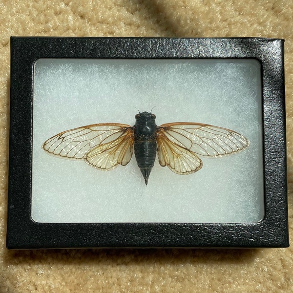 6 Pack of Riker Display Cases 3 X 4 X 3/4 for Collectibles Jewelry ...