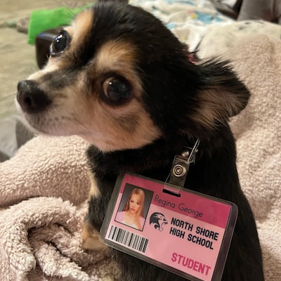 Avenger's Thor ID donald Blake Driver's License - Etsy