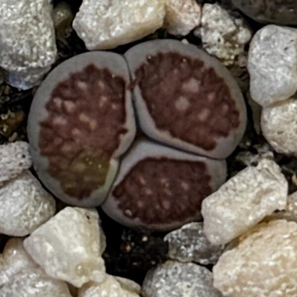 Live Plant Lithops Pseudotruncatella C244/white Plant/0.5 - Etsy