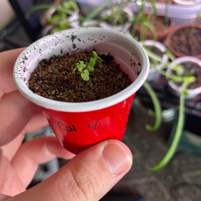 Phlox Seeds 125 Seeds Blue Moon Garden Bloom Flower Seed Flowers Garden ...