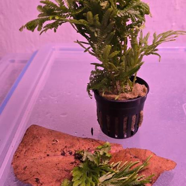 Selaginella Erythropus Sanguinea Red Ruby Club Moss Live Terrarium ...