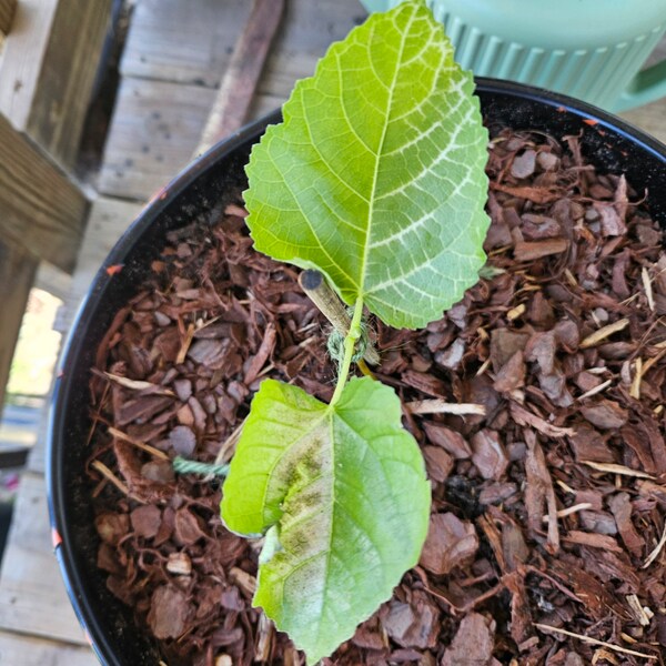 Yellow Long Neck Fig - Ficus Carica - Live Plant - Etsy