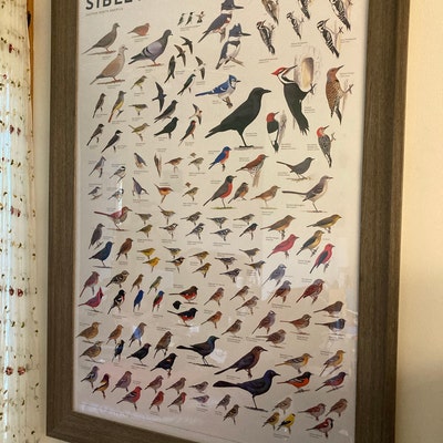 Sibleys Common Trees of Eastern North America Poster - Etsy