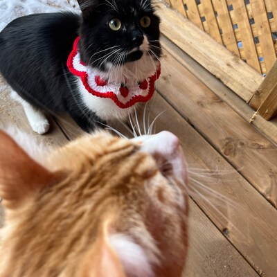 Cat Bow Kawaii Cat Bowtie Flower Pet Bow Kitten Crochet - Etsy