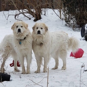 Great Pyrenees Art Print of Original Watercolor Painting 11x14 - Etsy