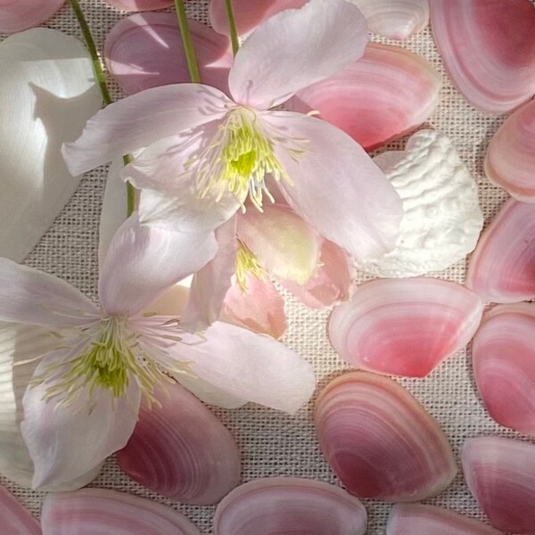 25 Beautiful Pink Rose Petal Tellin Shells - Etsy
