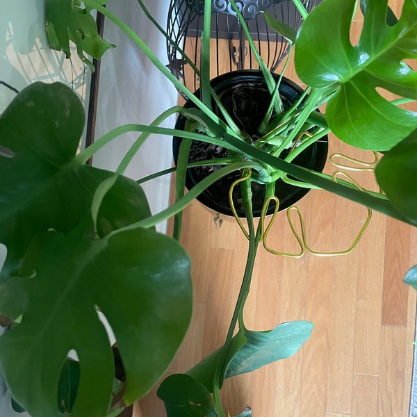 Monstera Shaped Plant Support Gold Coloured - Etsy