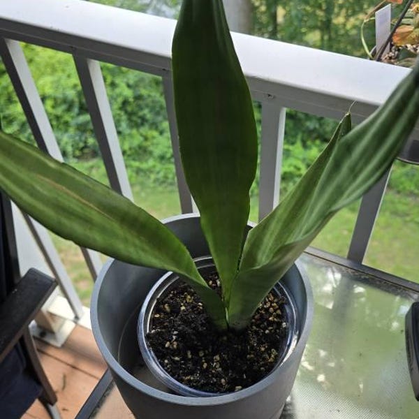 Variegated Maranta Prayer Plants, Beauty Kim Variegated, High ...