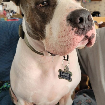 Pet ID Tag-new Large Pet Tag, 2x 1.25bone Tag. Personalized Dog, Pet ID ...