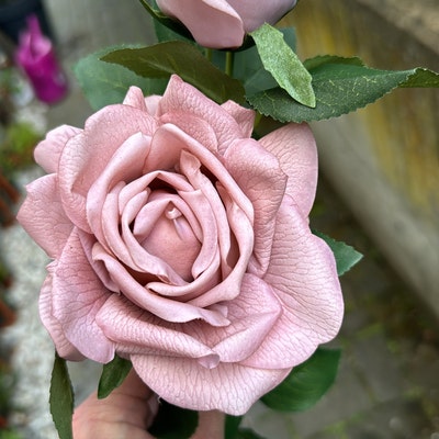 Ivory White Freesia Orchids Real Touch Flowers DIY Centerpieces ...