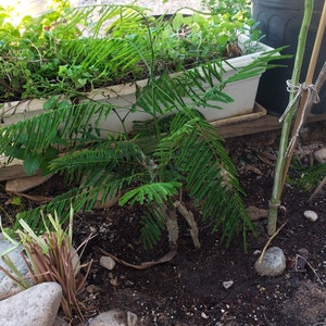 Cha Om Plants, Chaom Plant, Acacia Pennata, We Donot Ship to CA - Etsy