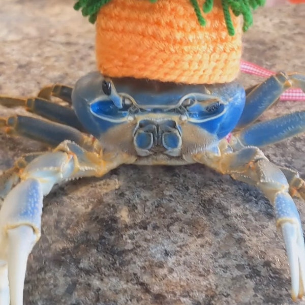 Tiny Reptile Hat, Hat for Hamster, Small Lizard Hat, Clothes for Pets ...