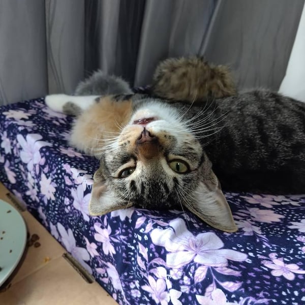 Hemp Fabric and Feathers Cat Kicker Toy With Catnip by Your Choice ...