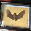 Java Yellow-kneed Tarantula Mounted in 9"x11" Frame, With Information Card on Back (selenocosmia ...