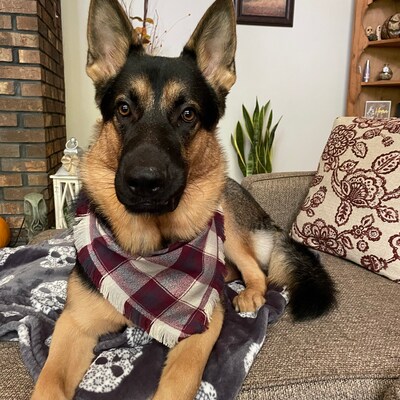 Curriculum Maps for Homeschooling Pre-k-10th Visual Lesson Planning ...