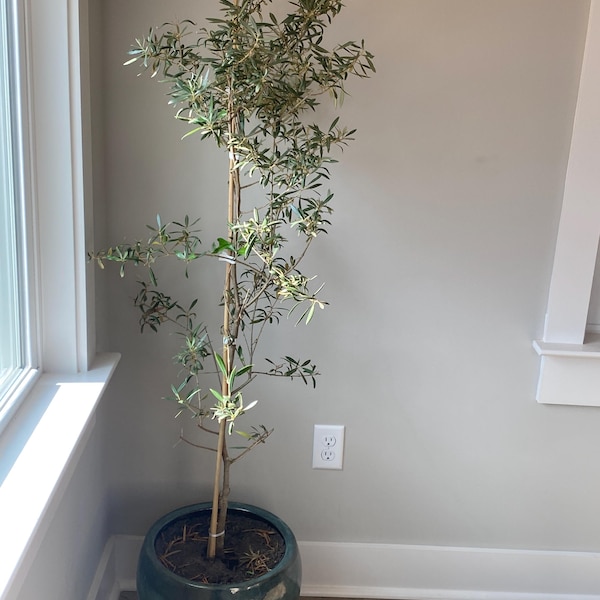 Contemporary Large Ceramic Planter - Indoor & Outdoor Pots | Speckled ...