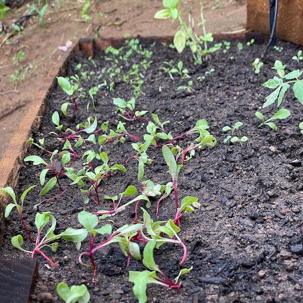 Rainbow Beet Collection, Five Fancy Heirlooms, 300 Mixed Seeds, Fall ...