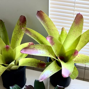 Bromeliad Neoregelia 'supernova' - Etsy