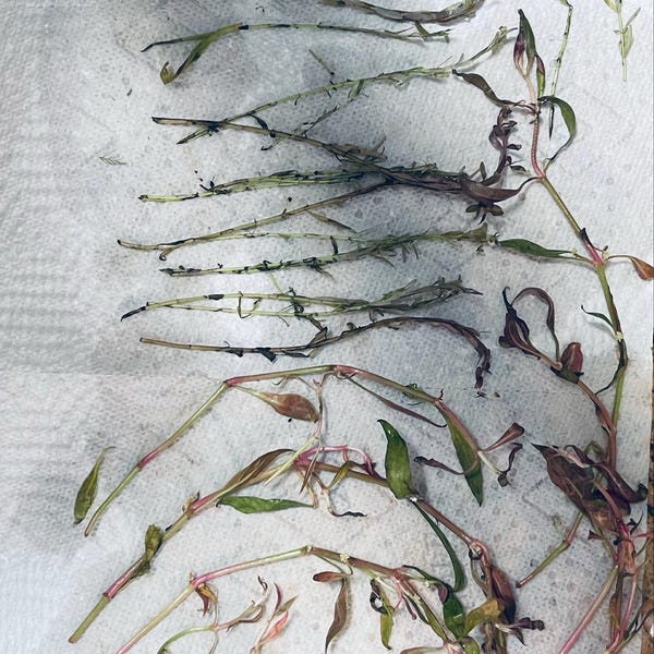 Mermaid Weed, Proserpinaca Palustris, Marsh Mermaid Weed, Common ...