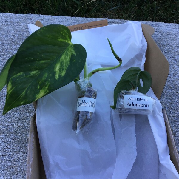 Rare Varigated String of Pearls | String of Hearts | String of Spades ...