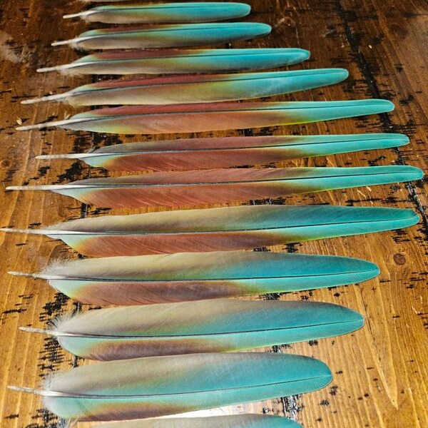 Macaw Feather / Parrot Feather / Green Feather / Small Feathers ...