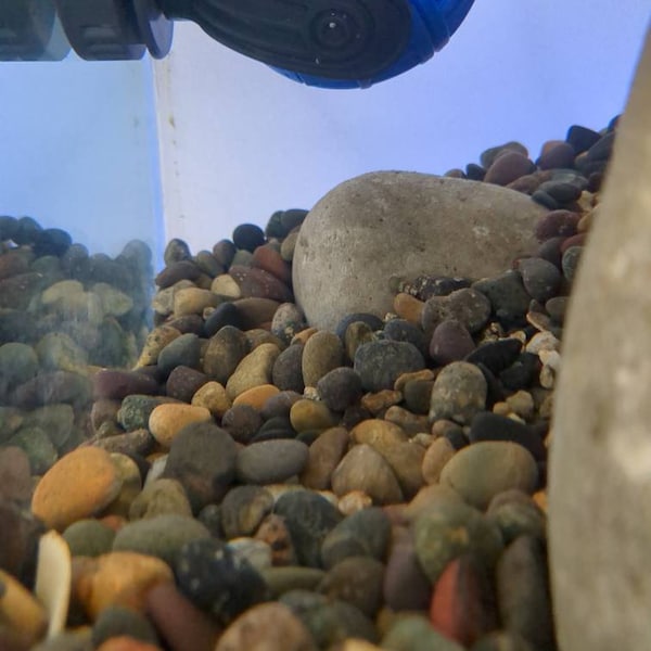 Mexican Beach Pebbles Mix River Rock Aquarium Substrate Quality Matters ...
