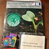 Yellow and Brown Firecracker Sunflower Seeds perennial authentic Seeds ...