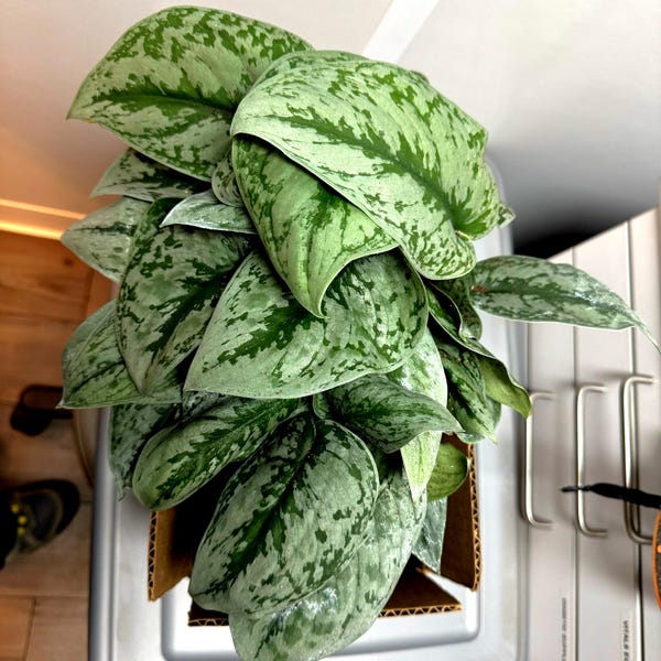 Hoya Heuschkeliana Variegata Pot 4. Variegated Leaves for a Touch of ...