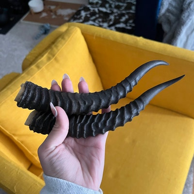 Pair Natural Deer Antler Horns Long Two Real Animal Horns - Etsy