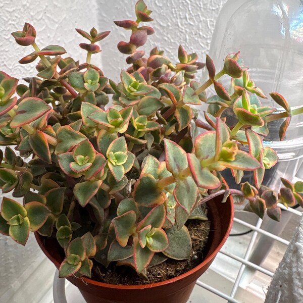 Sedum Dasyphyllum Major Blue Tears Sedum Live Succulent Plants 2" 4” 6 ...