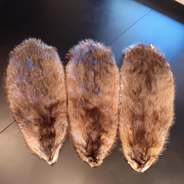 Tanned Red Fox Professional Soft Tanned Silky Fur. Eastern Red Fox - Etsy