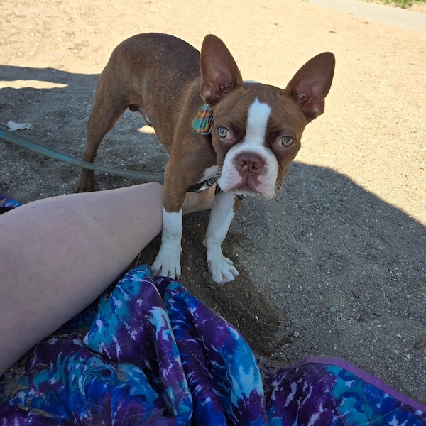 Custom Tartan Personalized Dog Collar, Matching Dog Bowtie, Dog Leash ...