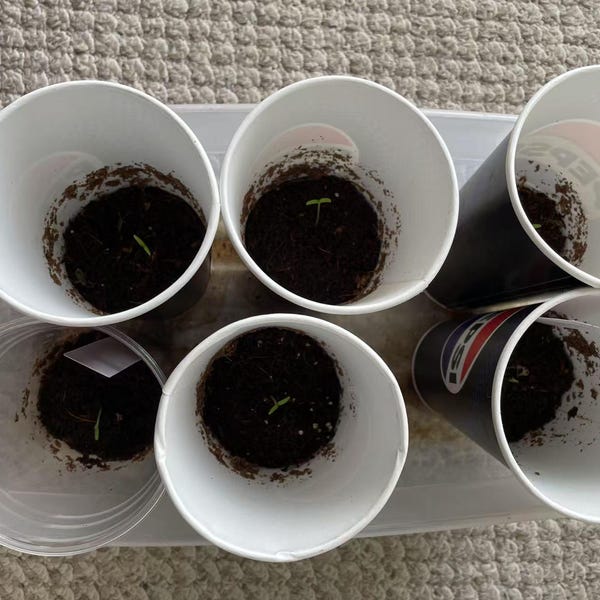 Calendula Fancy Mix Seeds Non-gmo, Open Pollinated, Heirloom for ...