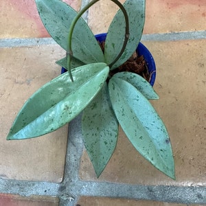 Hoya Pubicalyx Pink Silver Ghost Rare Plant, M Size - Etsy