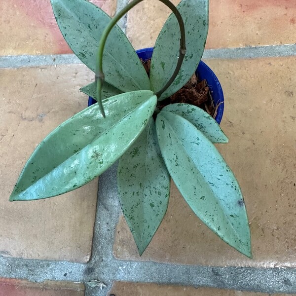Hoya Pubicalyx Pink Silver Ghost Rare Plant, M Size - Etsy