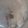 Live Frag Purple Fauchea Macro Algae Marine Saltwater Plant Reef ...